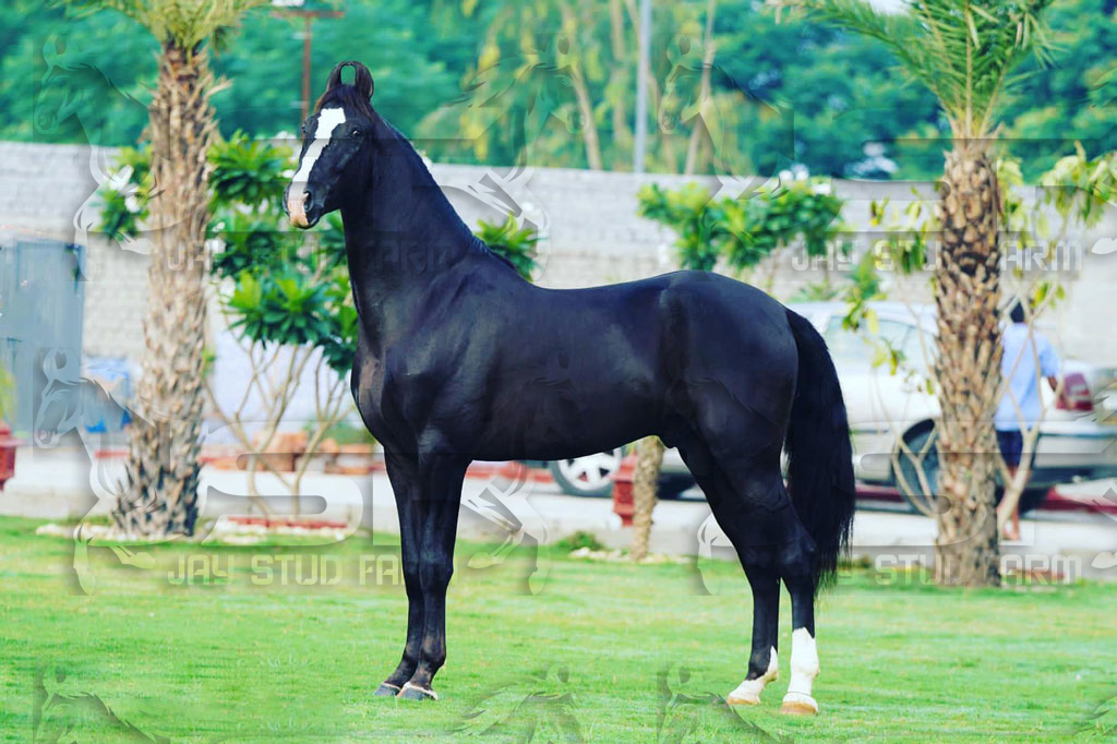 About Marwari Horses - Jay Stud Farm