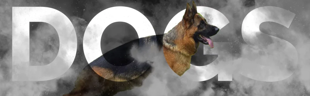 Dogs Image Gallery - Jay Stud Farm