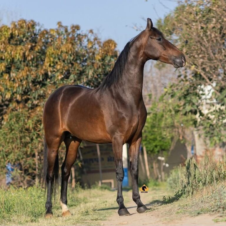 Marwari Mare