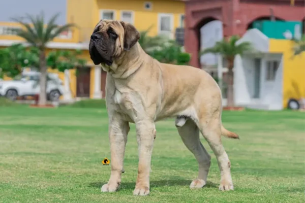 Breed Old English Mastiff - Jay Stud Farm